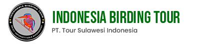 PT. TOUR SULAWESI INDONESIA – Indonesia Birding Tour